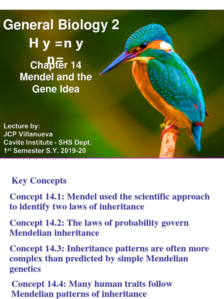 Chapter 14 Mendel And The Gene Idea Pdf Dominance Genetics Zygosity