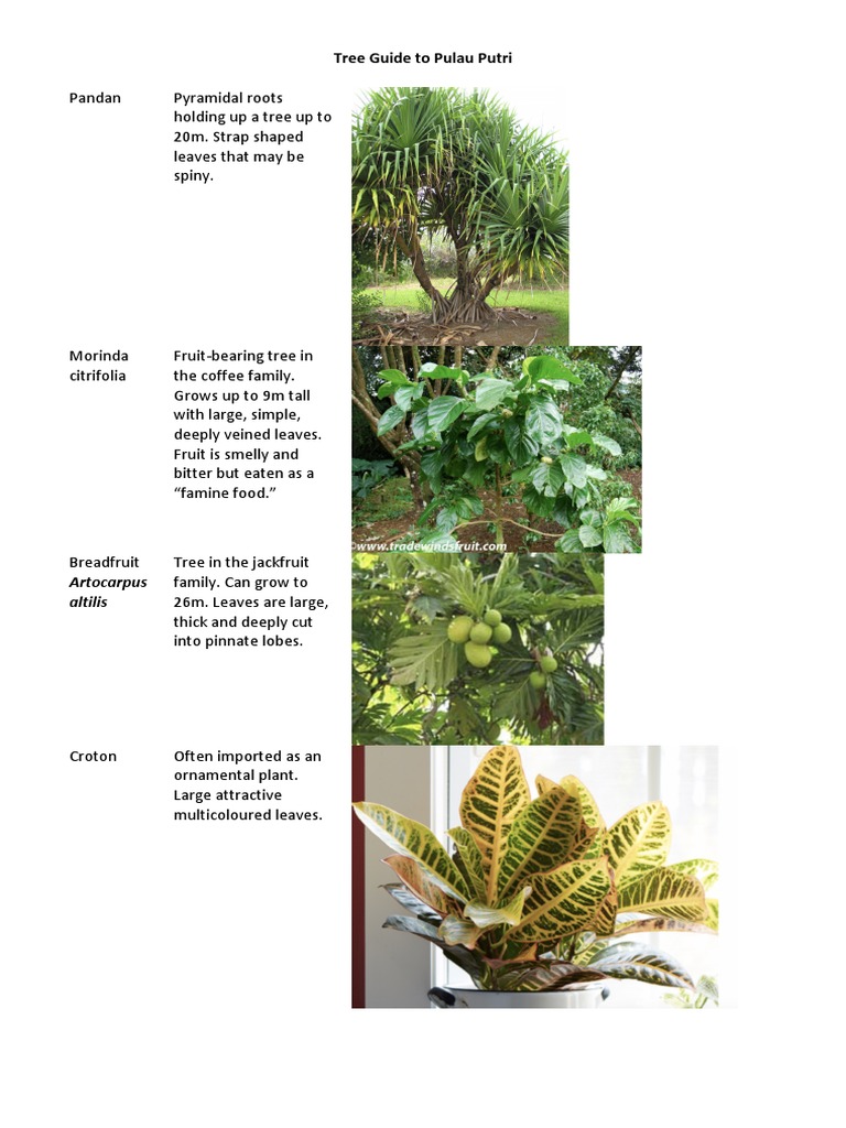 Tree Species of Pulau Putri Guide | PDF | Home & Garden