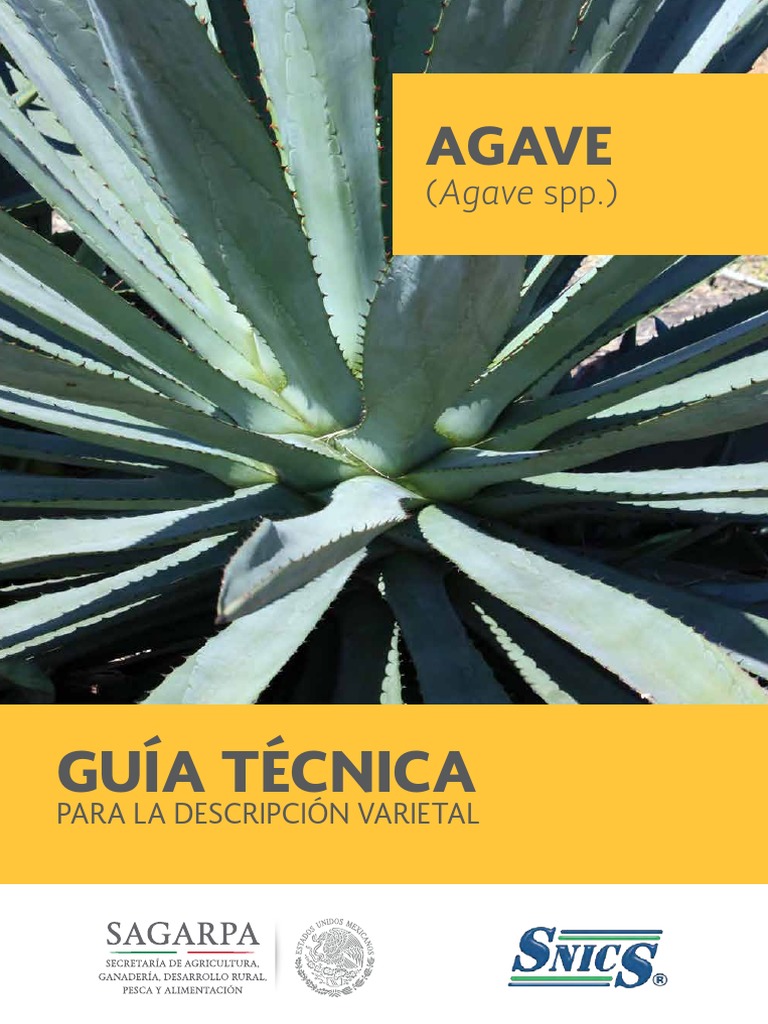 Guía técnica para descripción de agave | PDF | Hoja | Plantas