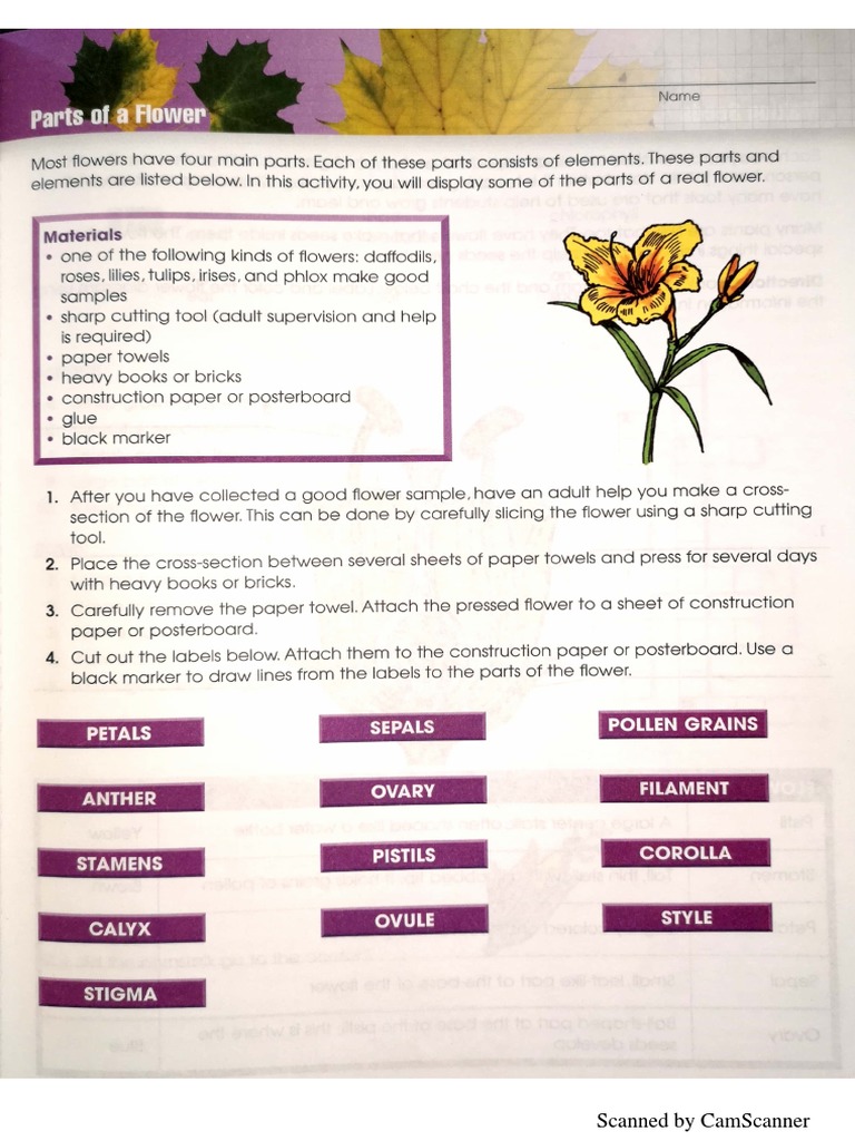 Flower | PDF