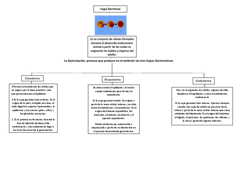 Capas Germinales Embriología Cuadro Conceptual | PDF | Biología | Zoología