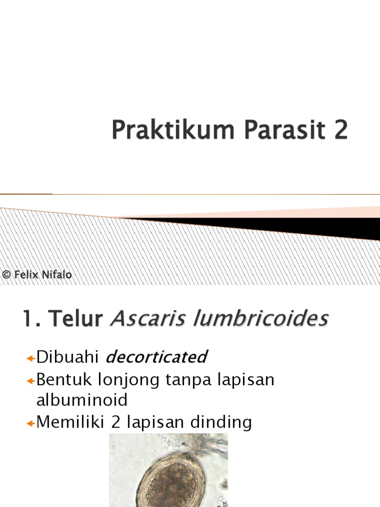 Praktikum Parasit 2 2 | PDF