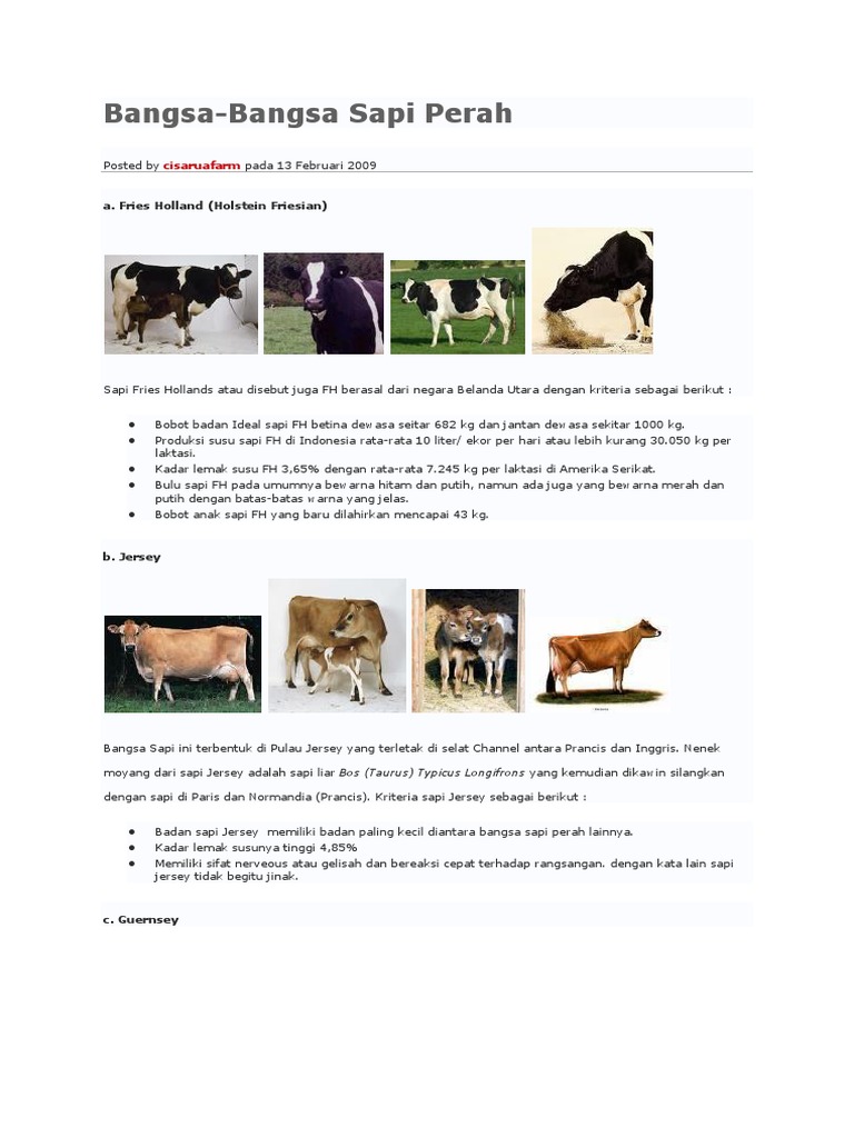 Bangsa Sapi Perah | PDF