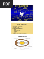 2.4 Layer Flock Management | PDF | Chicken | Poultry Farming