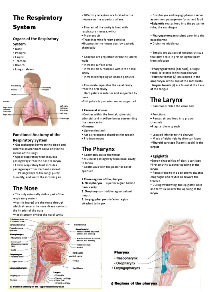 The Respiratory System Reviewer | Download Free PDF | Respiratory Tract ...