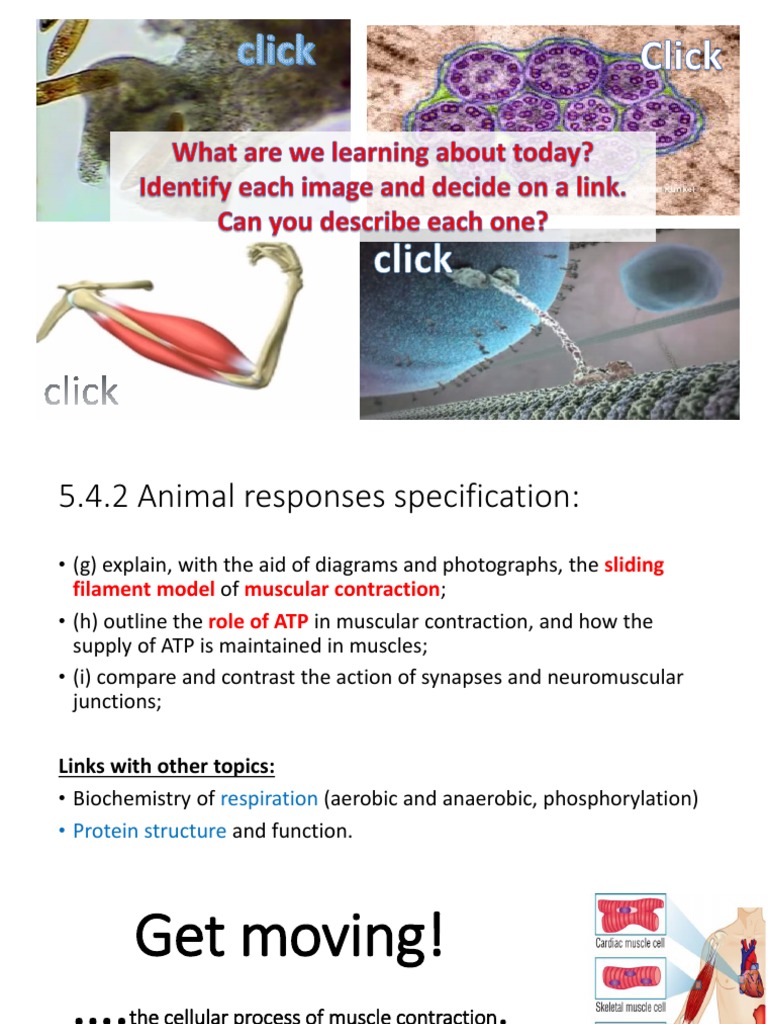 Sliding Filament Theory Explained | PDF | Muscle Contraction | Skeletal ...