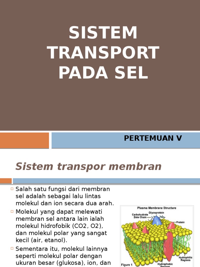 Sistem Transport Pada Sel | PDF