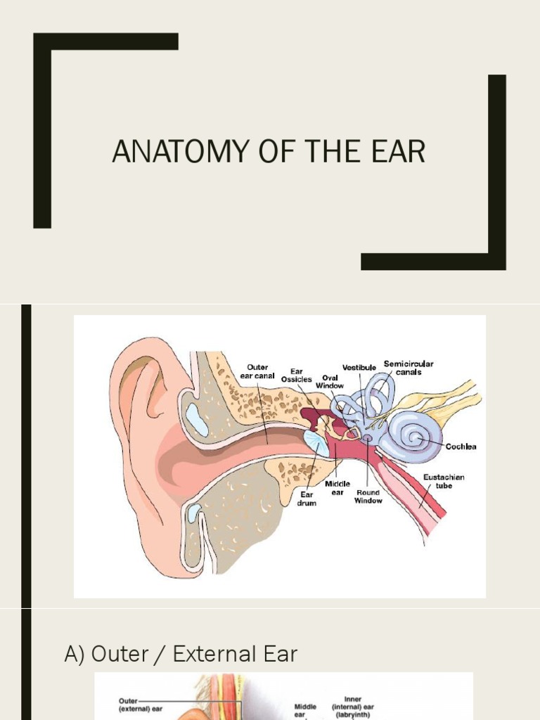 Anatomy of The Ear | PDF | Audiology | Human Head And Neck