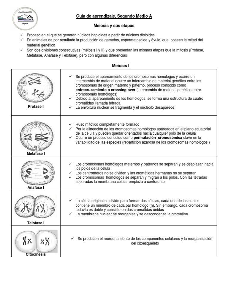 Hoja De Trabajo Sobre Mitosis Y Meiosis: Clave De Respuestas