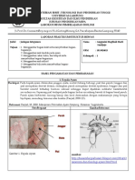 Makalah Struktur Hewan Sistem Integumen | PDF