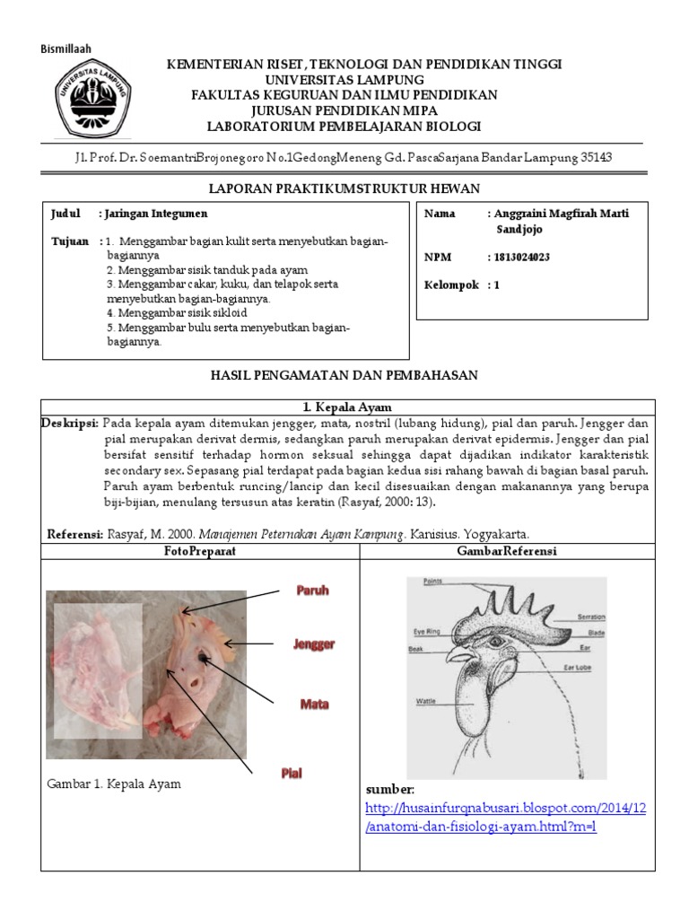 Praktikum Jaringan Integumen | PDF