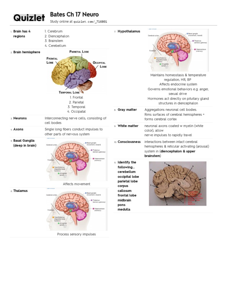 Neuroanatomy Study Guide: A Concise Overview of the Major Structures ...