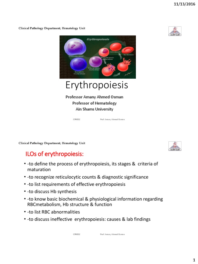 Erythropoiesis | PDF | Anemia | Red Blood Cell