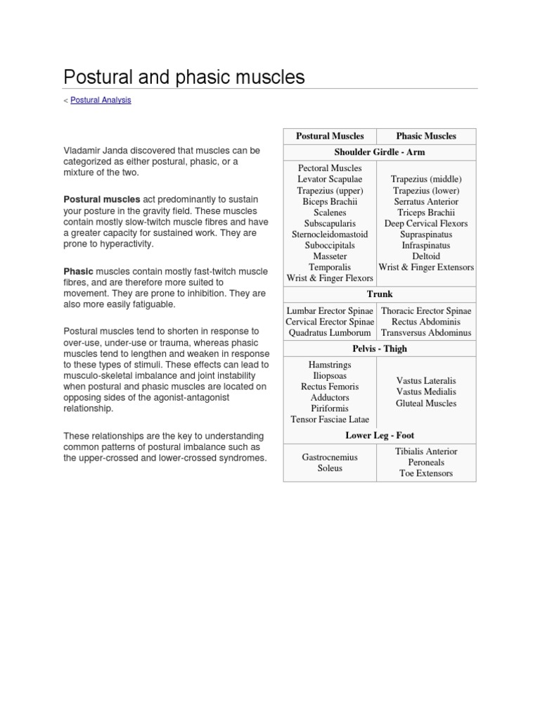 Postural and Phasic Muscles PDF | PDF | Human Leg | Soft Tissue
