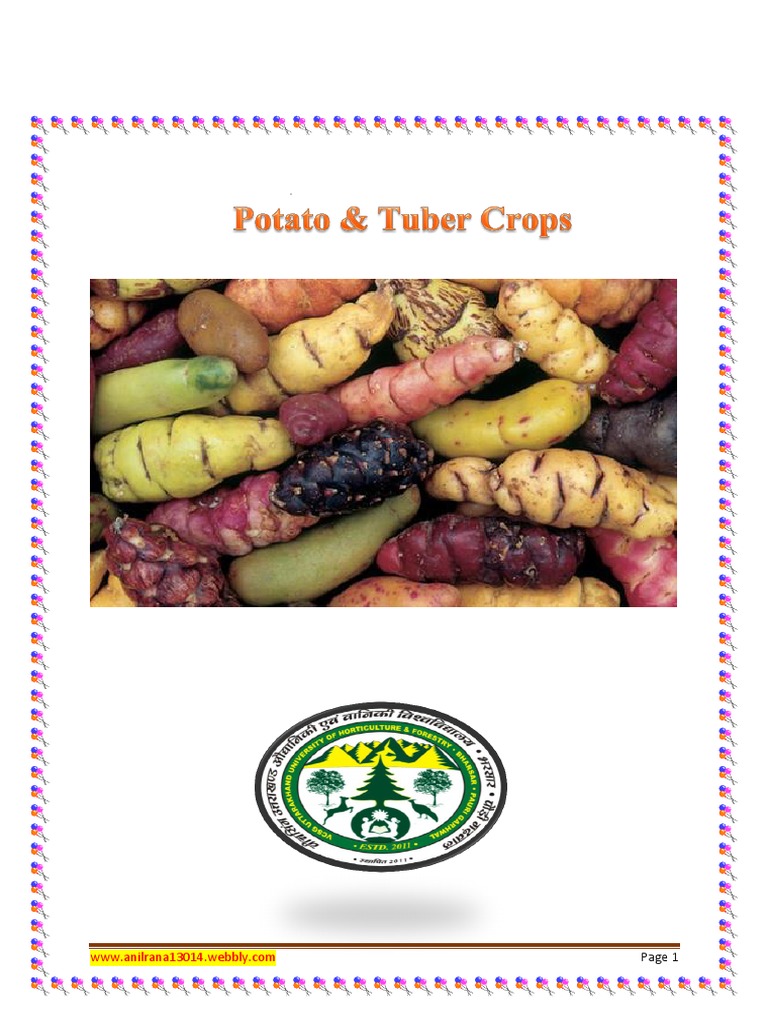 Potato Tuber Crops | PDF | Potato | Irrigation