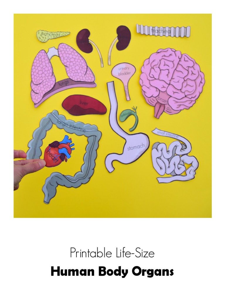 Life-Size Printable Human Body Organs | PDF