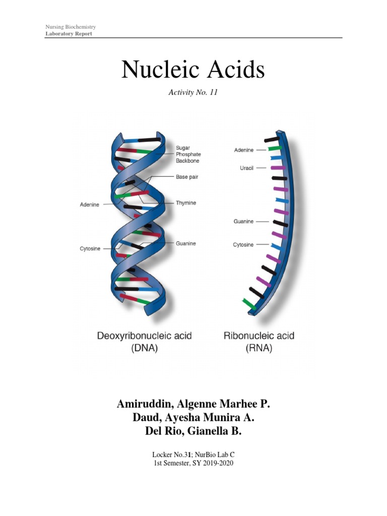 Lab 11 | PDF | Nucleotides | Nucleic Acids