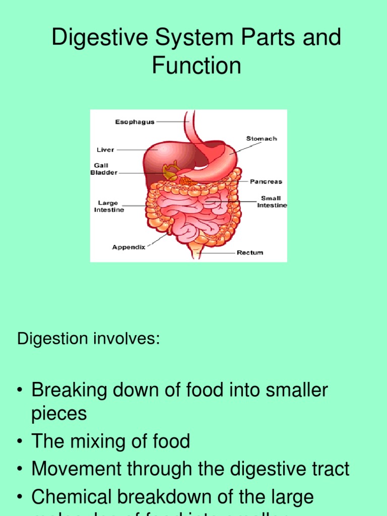 Digestive System: Parts and Functions | PDF