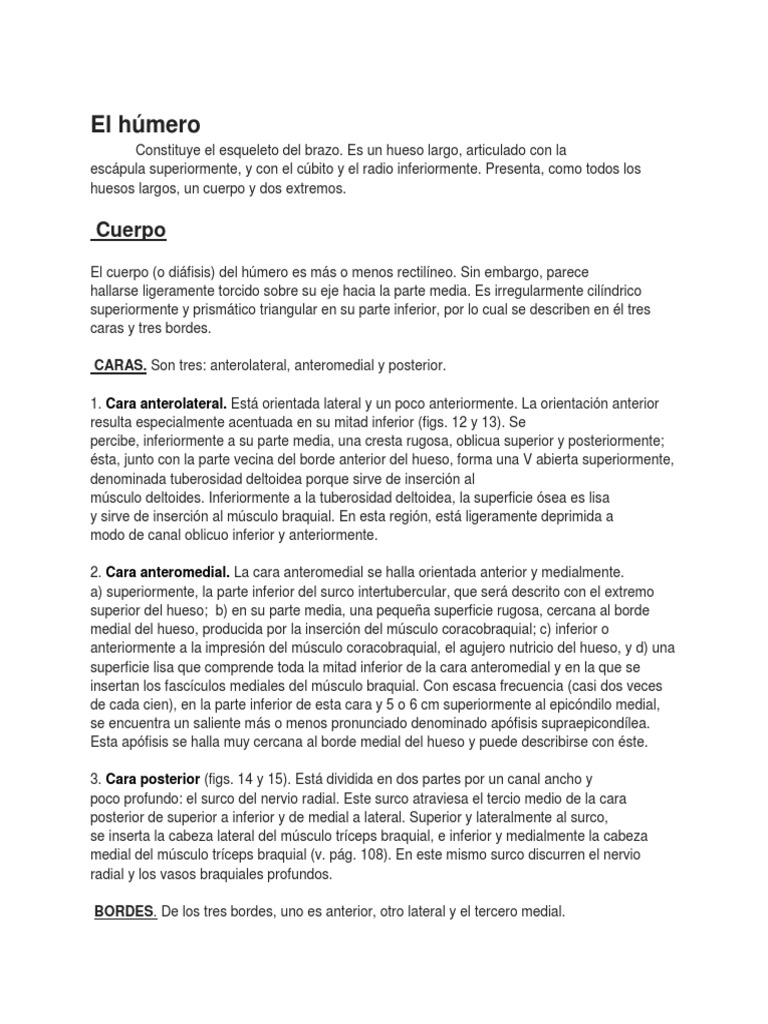 Humero | PDF | Anatomía humana | Sistema esquelético