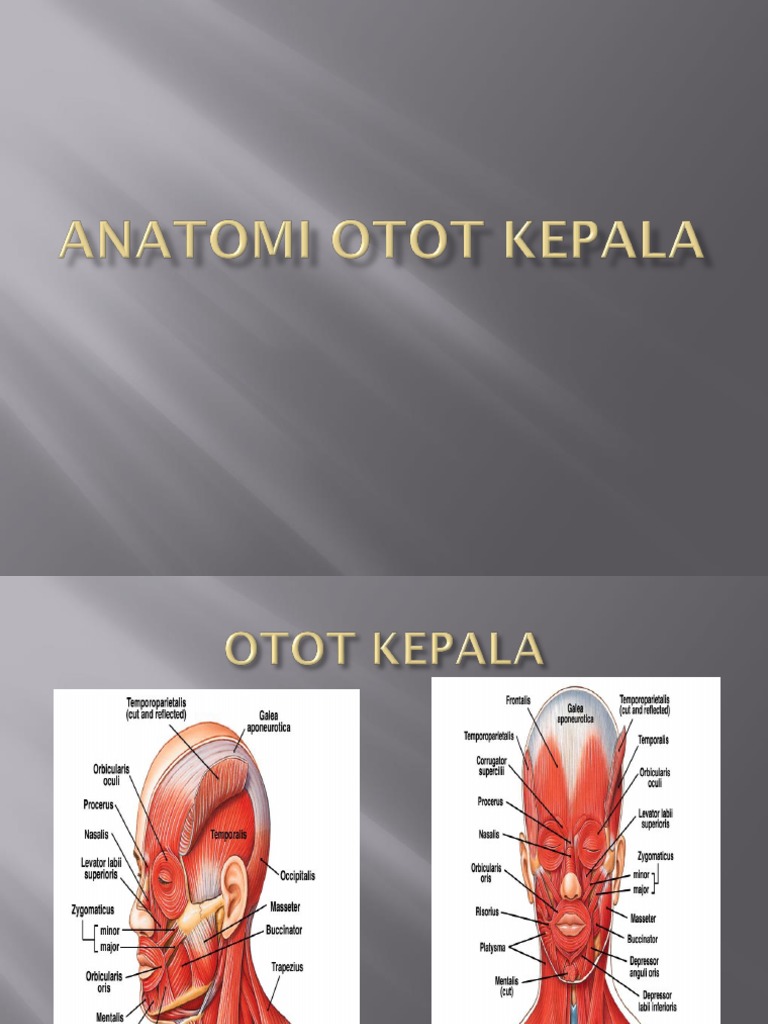 Anatomi Otot Kepala | PDF