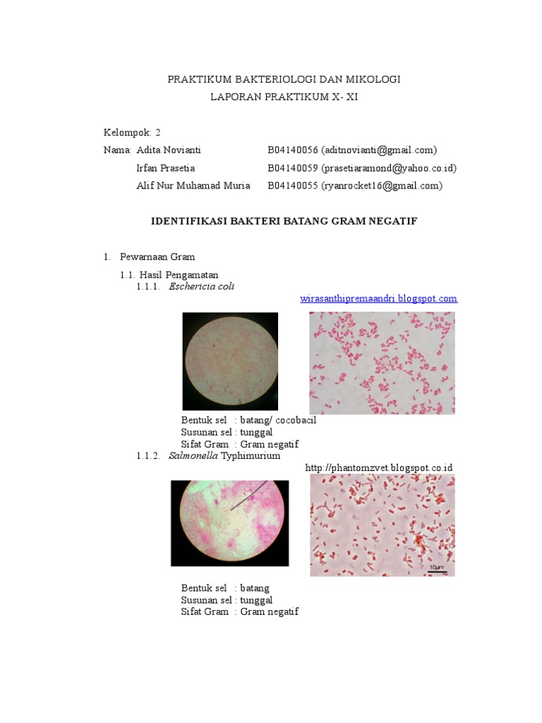 Laporan Praktikum Bakteriologi | PDF | Sains & Matematika