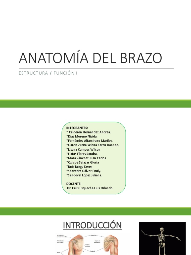 Anatomia Del Brazo | PDF | Sistema musculoesquelético | Extremidades ...