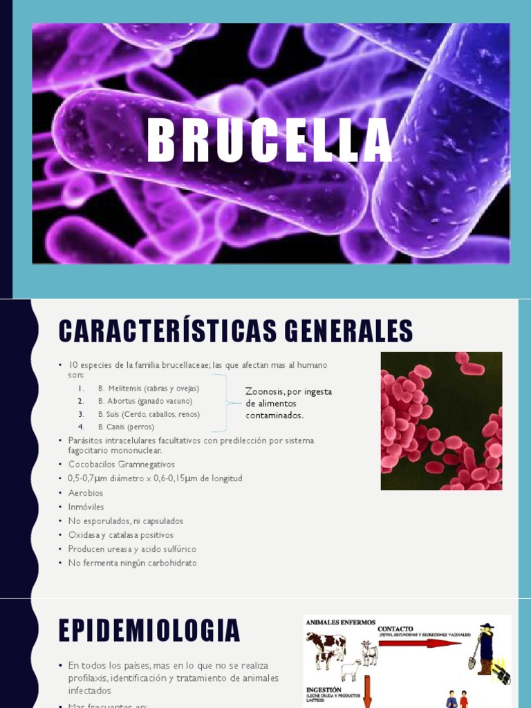 Brucella | PDF | Biología | Inmunología