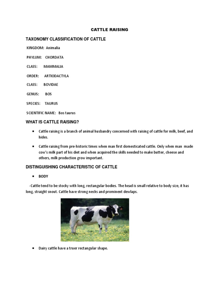 Cattle Raising Taxonomy Classification of Cattle | PDF | Cattle | Dairy ...