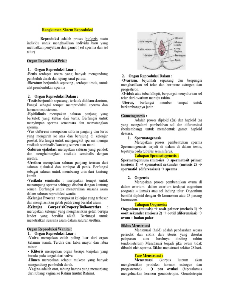Rangkuman Sistem Reproduksi - Kelas 11 | PDF