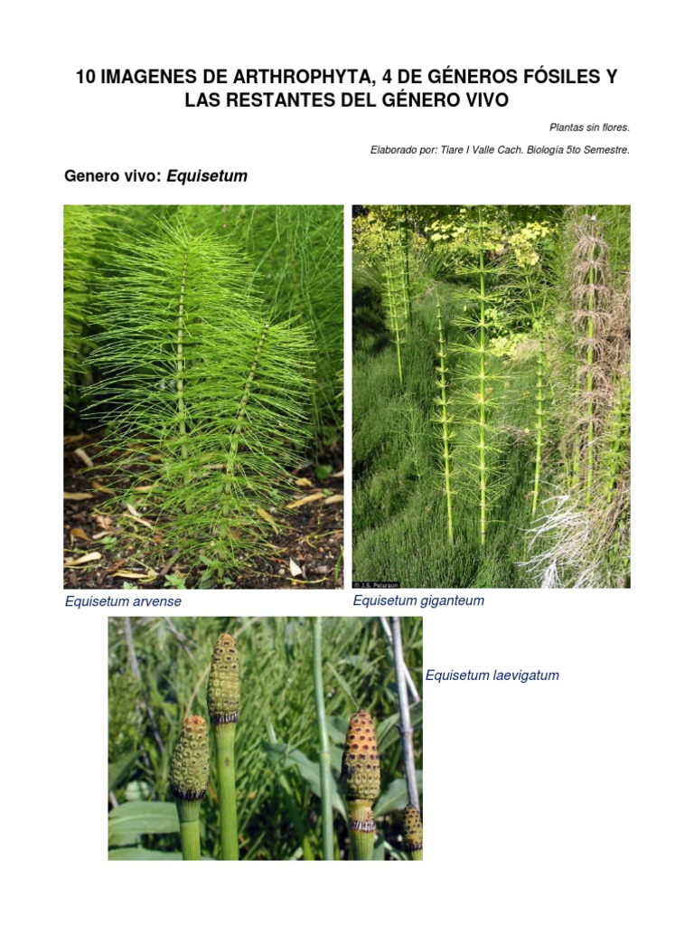 10 Imagenes de Arthrophyta | PDF