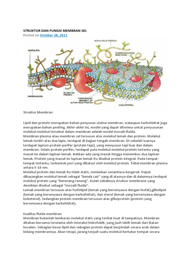 Struktur Dan Fungsi Membran Sel | PDF
