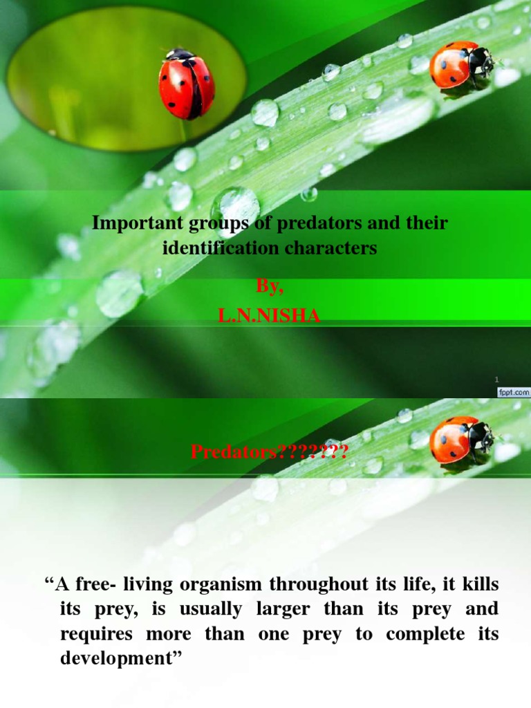 Important Groups of Predators and Their Identification Characters | PDF ...