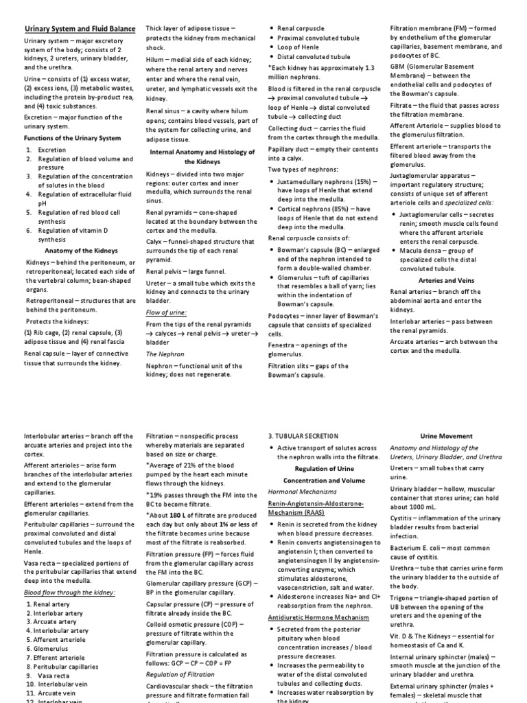 Anatomy and Physiology of the Urinary System: A Comprehensive Look at ...