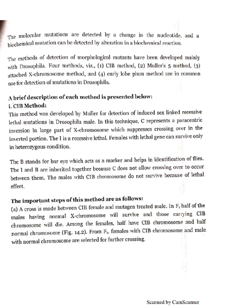 Methylation & CIB Method | PDF