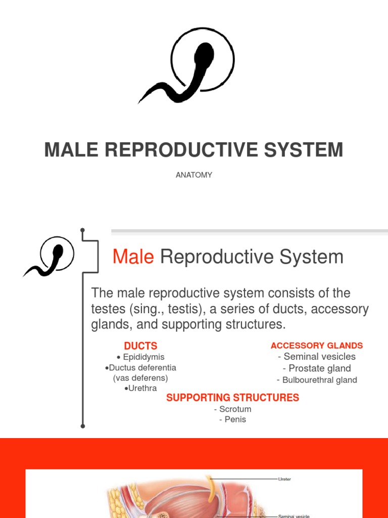 Male Reproductive System: Anatomy | PDF | Testicle | Prostate
