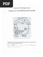 AP Circulatory System Packet Key | PDF