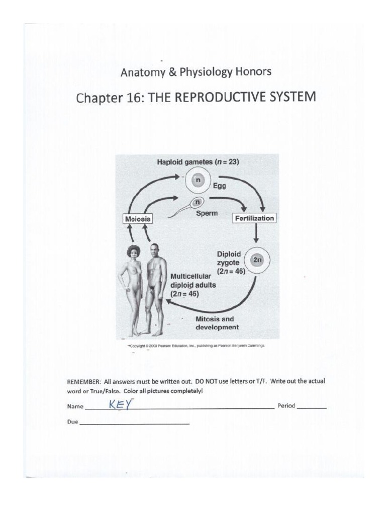 Reproductive System Chapter 16 Key Answer | PDF