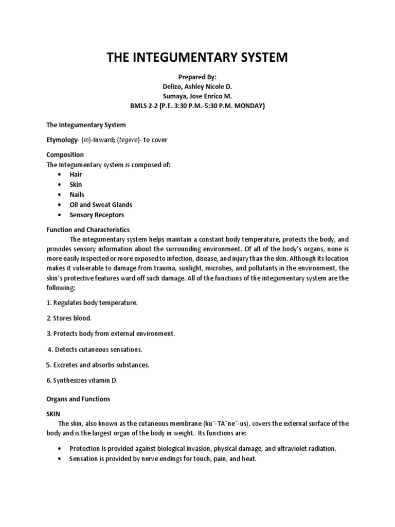 The Integumentary System Notes | PDF | Skin | Integumentary System