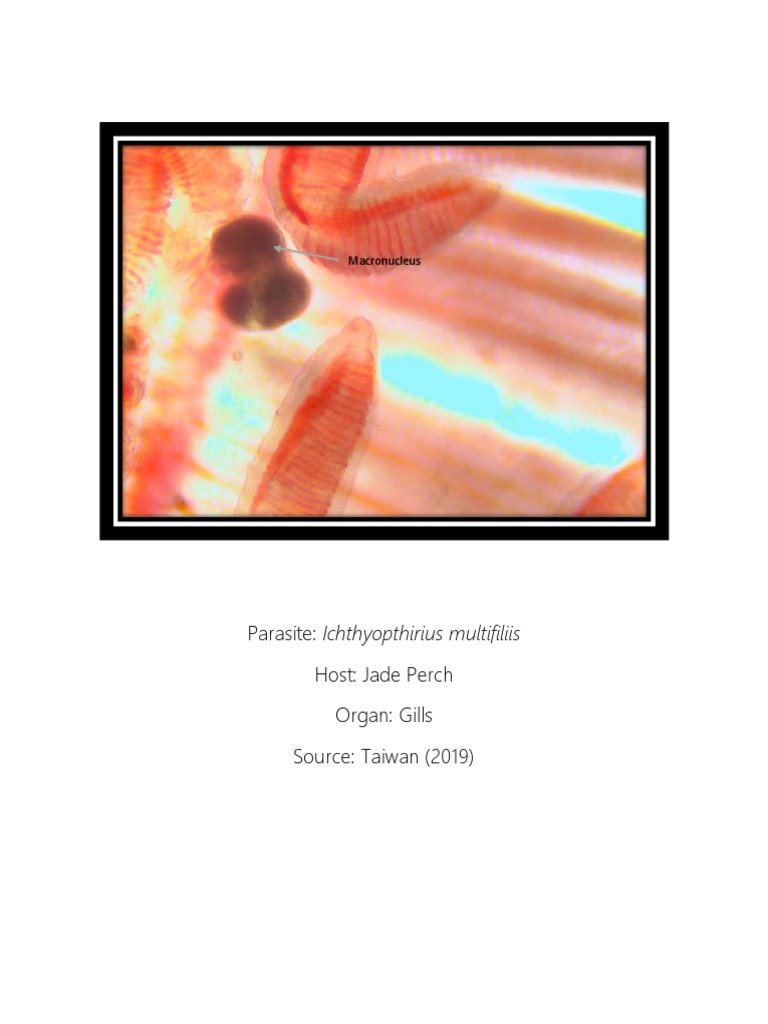 Parasite | PDF