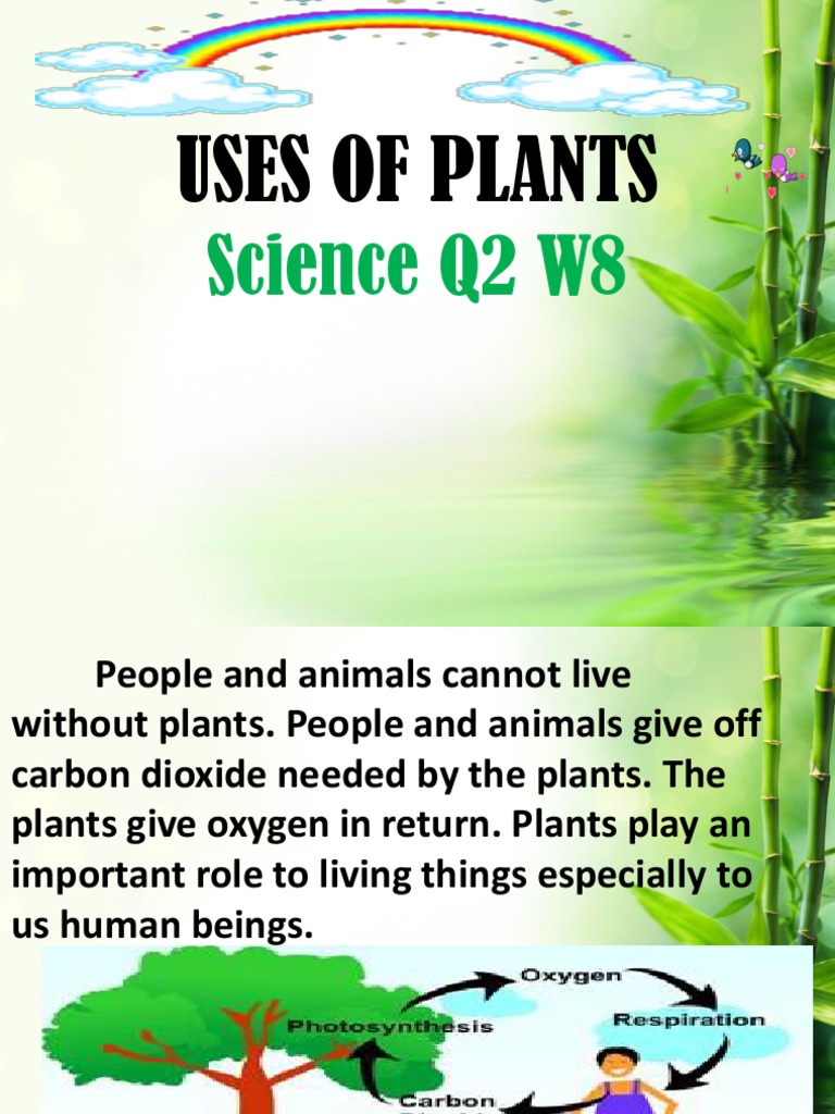 Plants Grade 3 | PDF