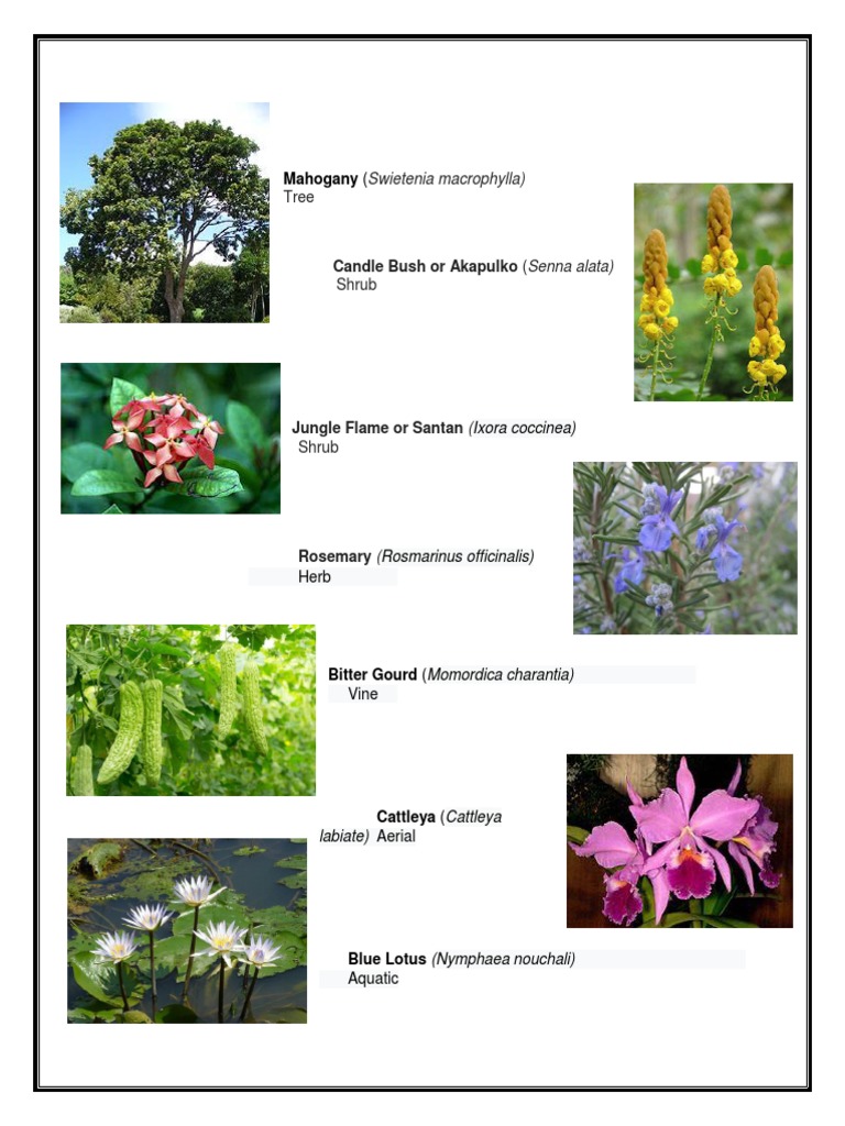 Forms of Plants | PDF