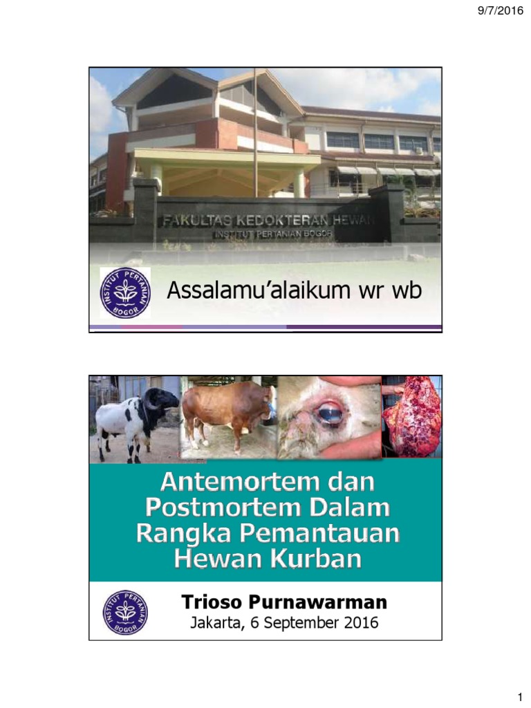 Antemortem Dan Postmortem Dalam Rangka Pemantauan Hewan Kurban | PDF ...