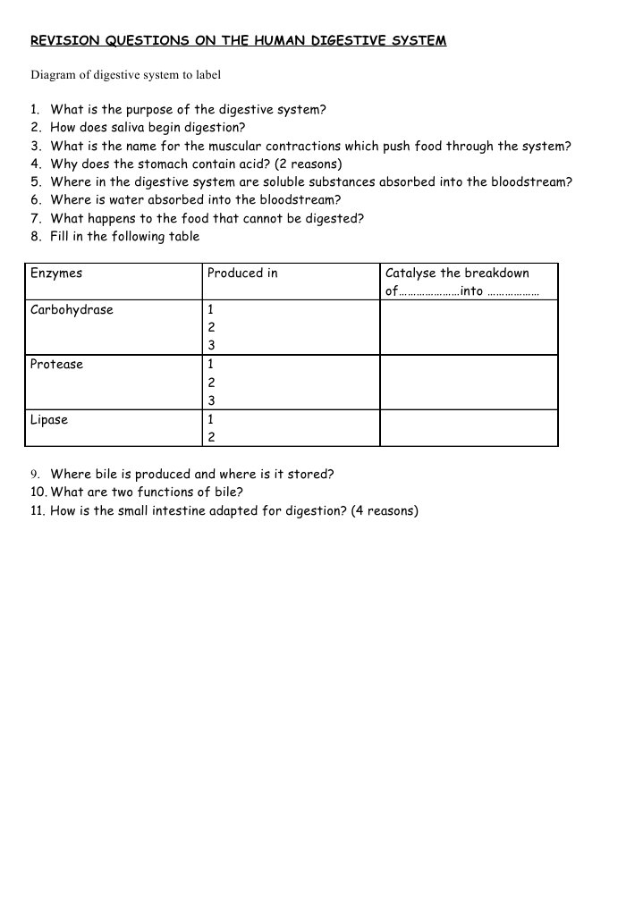 Digestive System Revision Questions | PDF