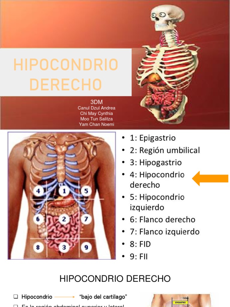 Hipocondrio Derecho | Hígado | Abdomen