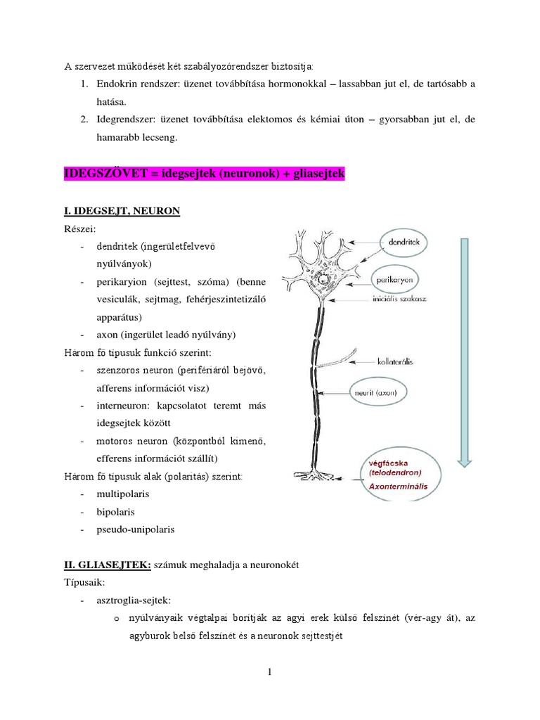 Az Idegrendszer Működésének Alapjai Jegyzet | PDF