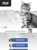 Triaditis Felina | PDF | Inflamación | Páncreas
