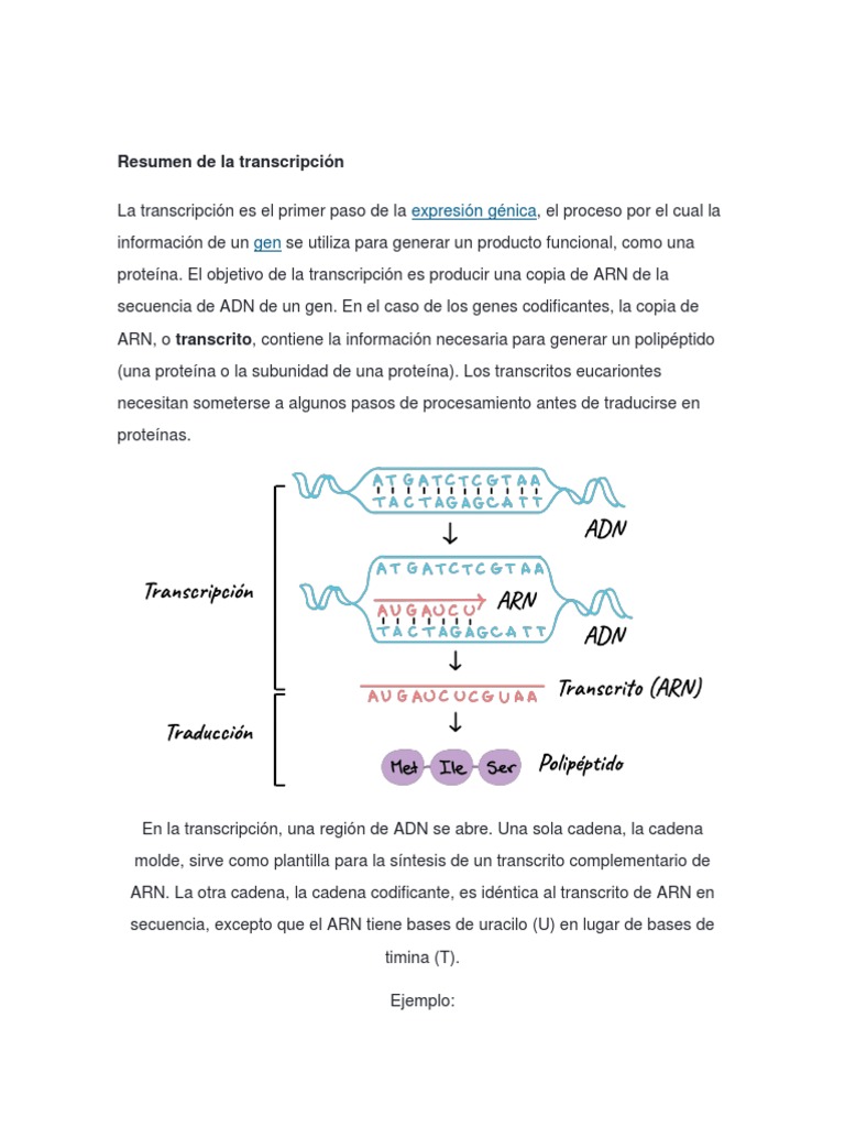 Resumen de La Transcripción | PDF | Rna | Messenger Rna