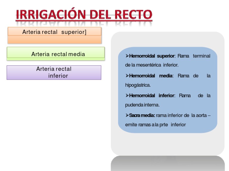 Vascularización e irrigación del recto | PDF | Clásicos