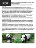 Tipos de Pandas | PDF | Panda gigante | Osos