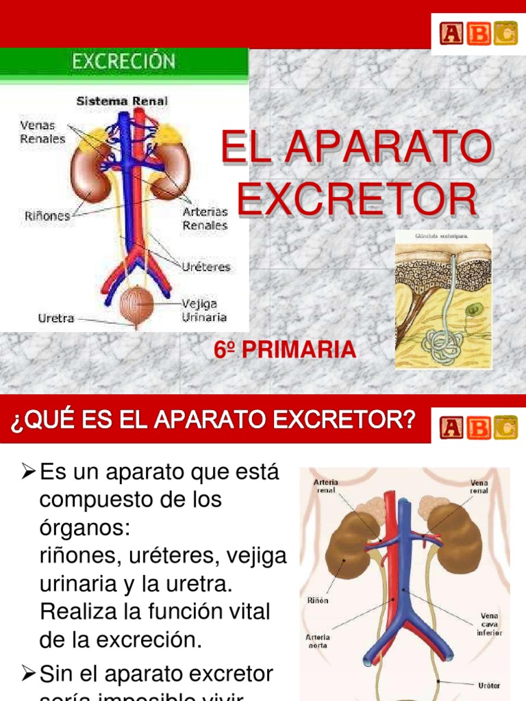 Aparato Excretor | PDF | Sistema urinario | Riñón